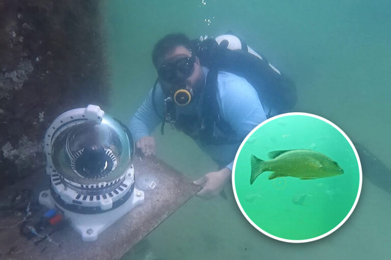 VIDEO: Okaloosa Island Pier Underwater Camera | Livestream