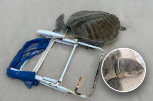 Kemp's ridley sea turtle found dead on Walton County beach, entangled ...